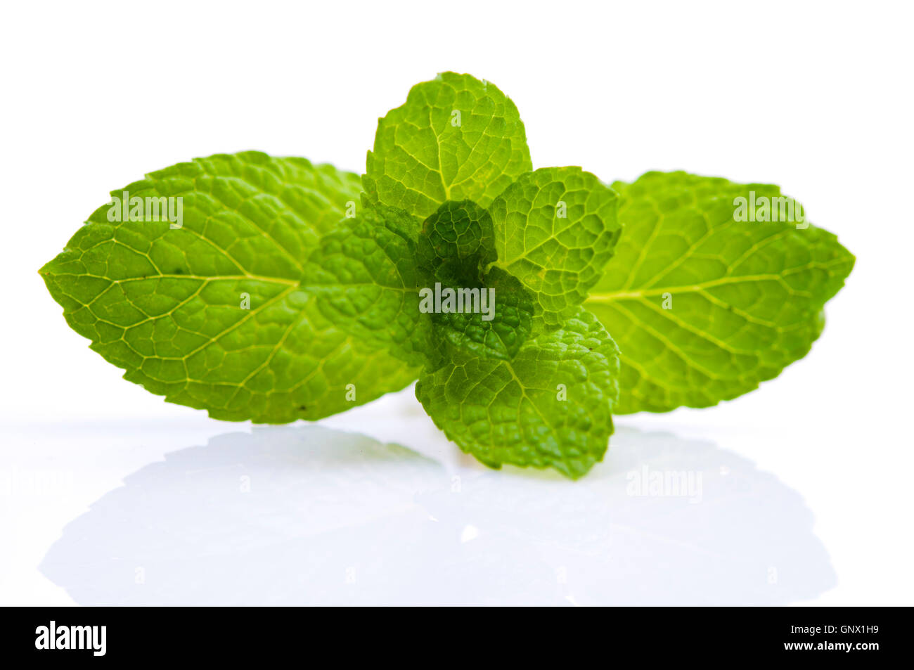 Green Mint on white background Stock Photo - Alamy