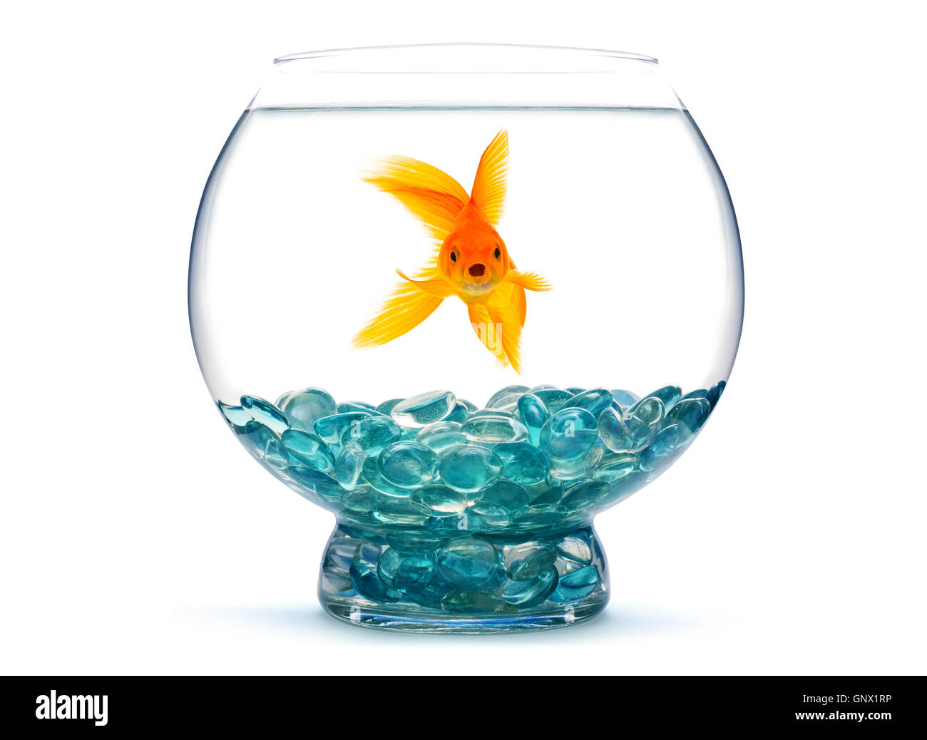 Goldfish aquarium Cut Out Stock Images & Pictures - Alamy