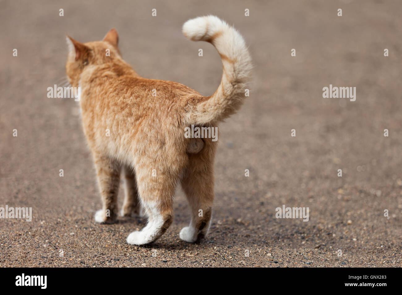 Male animal balls hi-res stock photography and images - Alamy