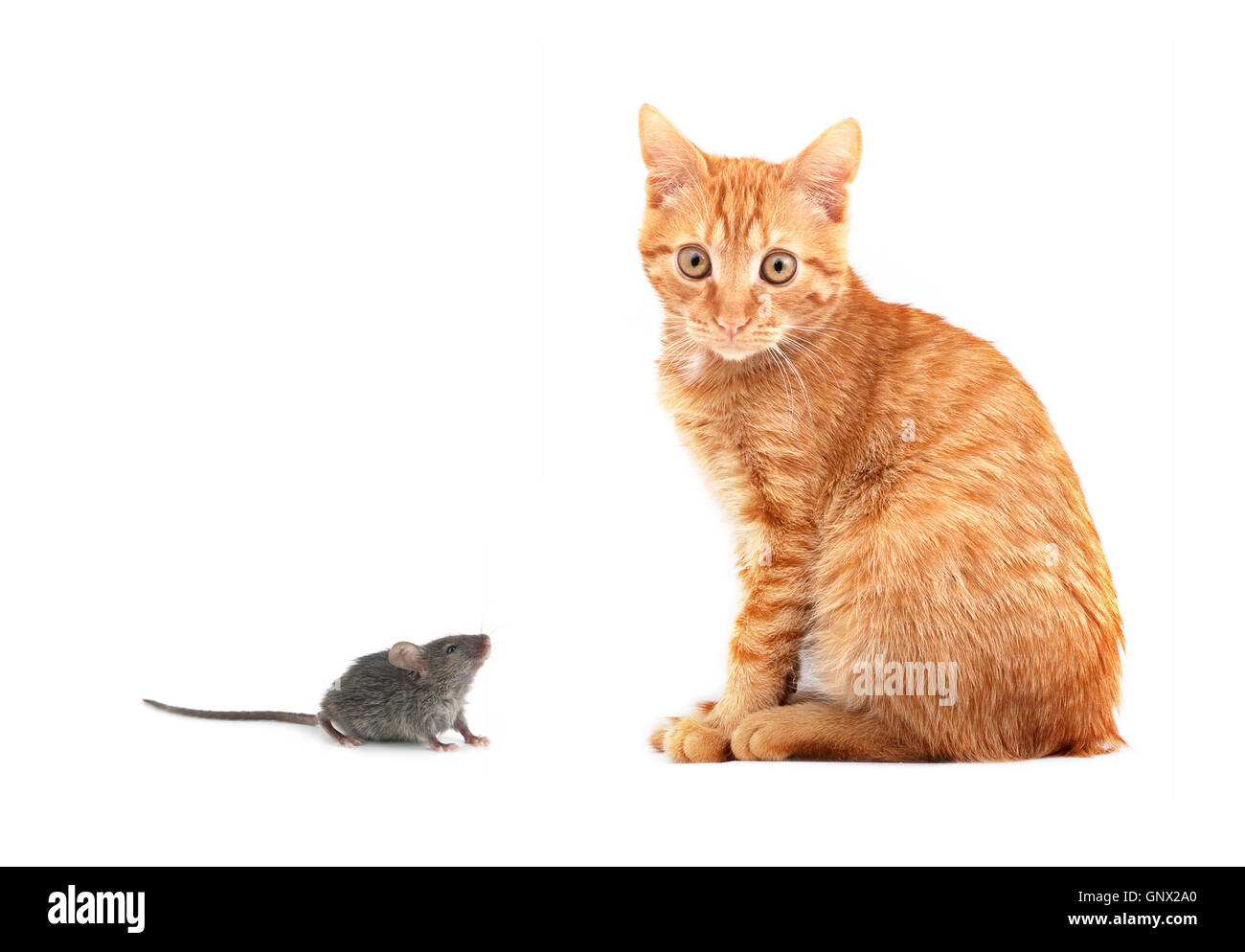 Mouse and cat Stock Photo - Alamy