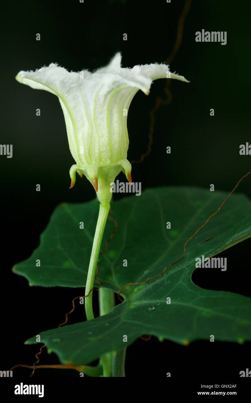 Ivy Gourd Flower Stock Photo - Alamy