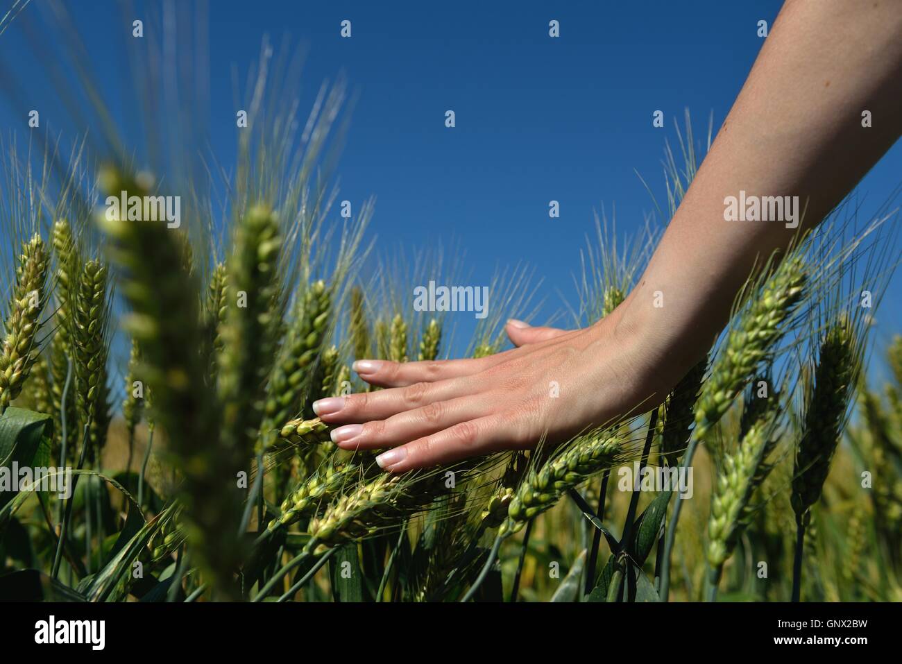 Hand in wheat field Stock Photo - Alamy