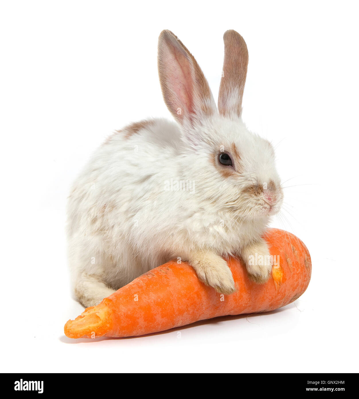 White small rabbit Stock Photo - Alamy