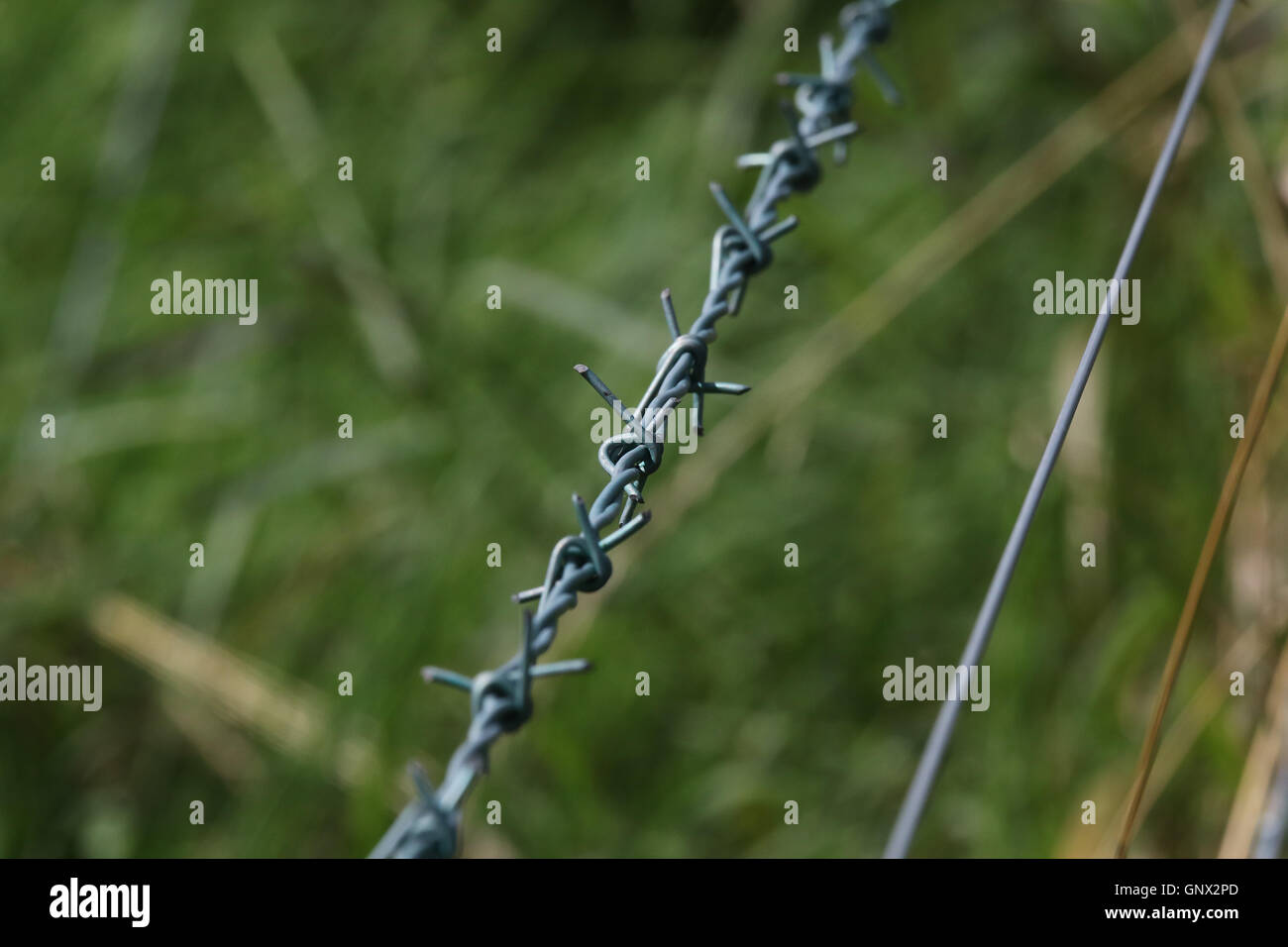 Strand of barbed-wire Stock Photo - Alamy