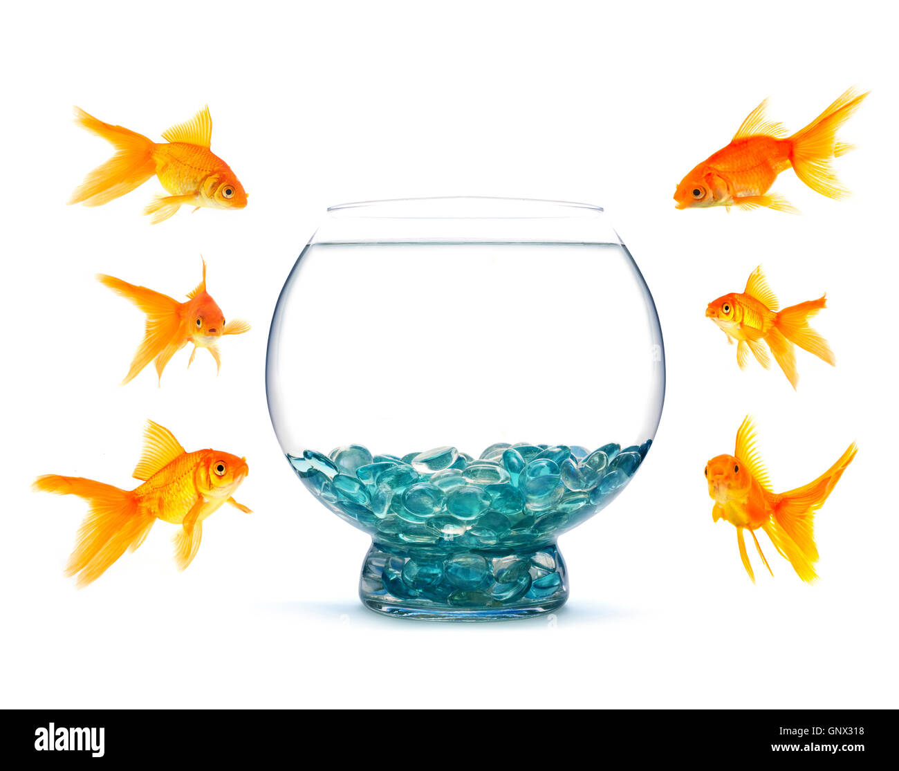 Goldfish aquarium hi-res stock photography and images - Alamy