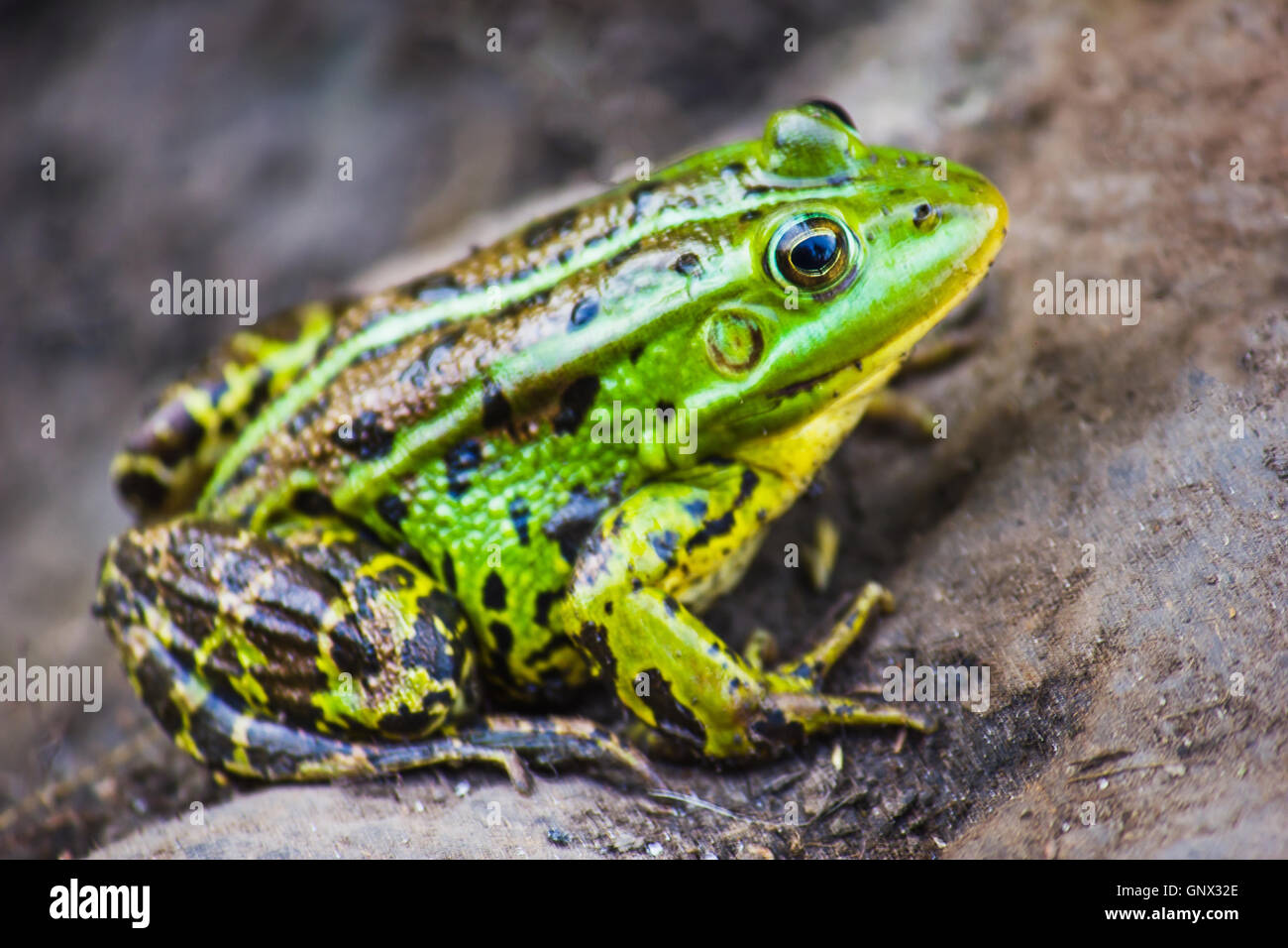 Mud puddle frog hi-res stock photography and images - Alamy
