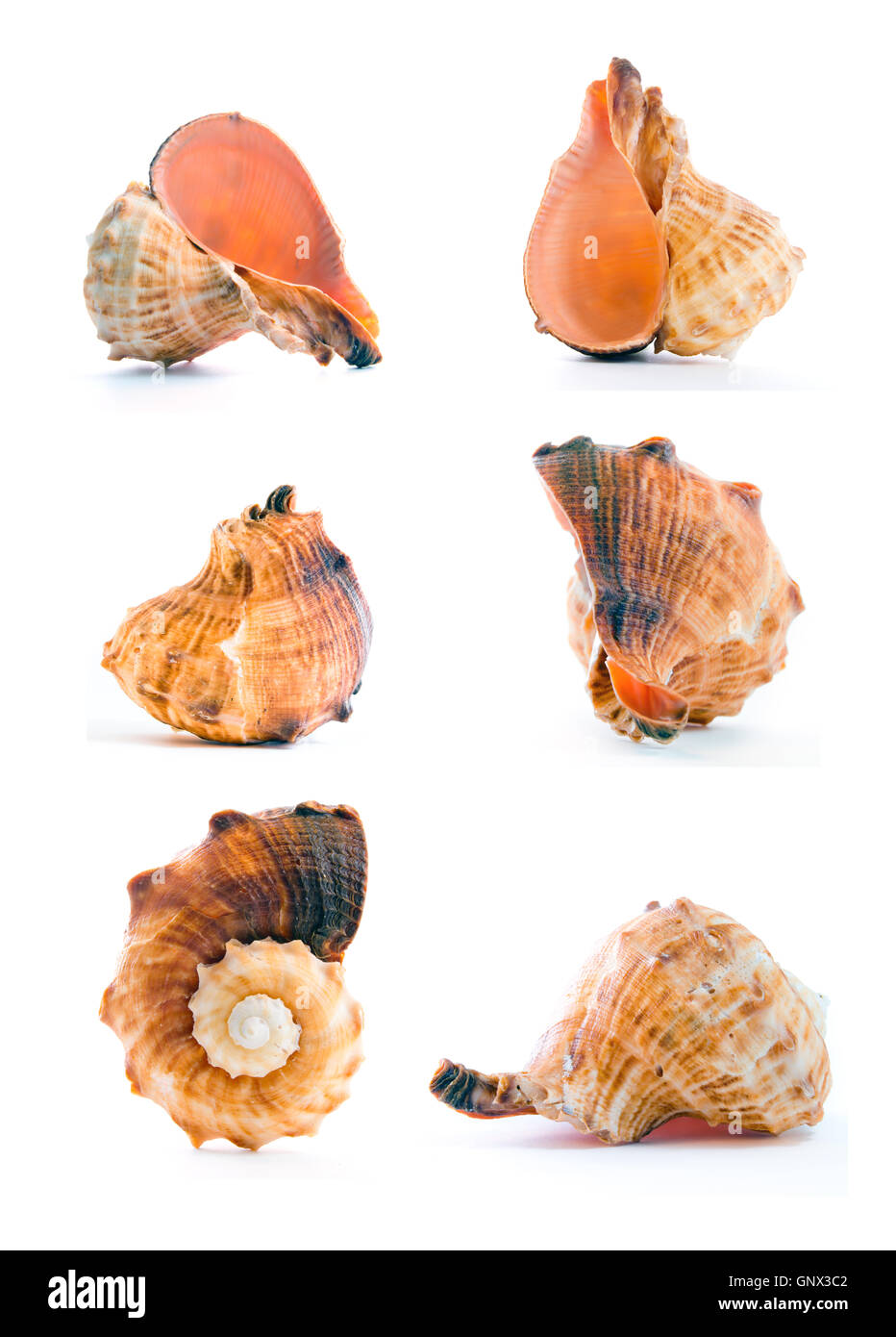 Nautilus house hi-res stock photography and images - Alamy