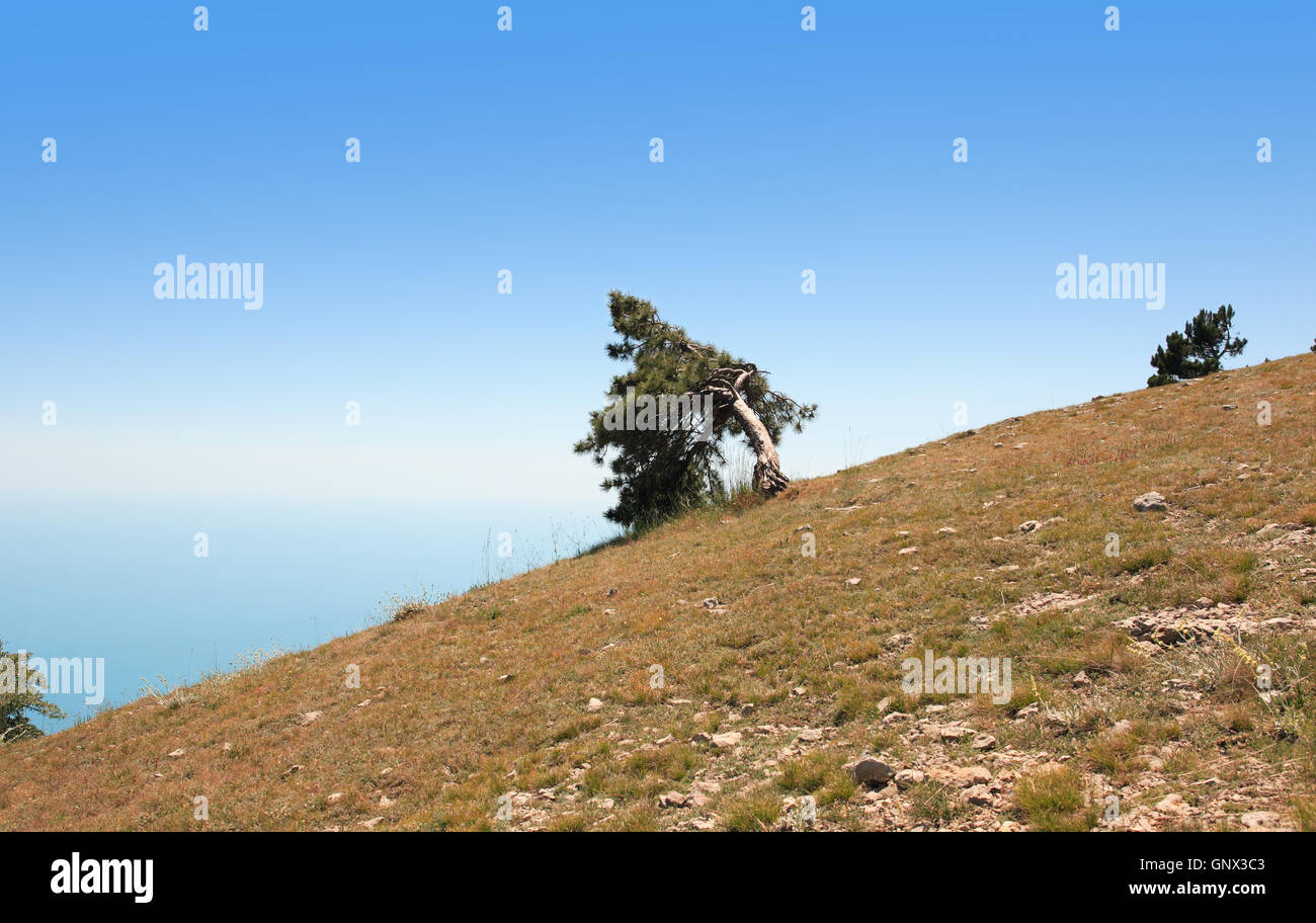 Pine On Mountain Slope Stock Photo - Alamy