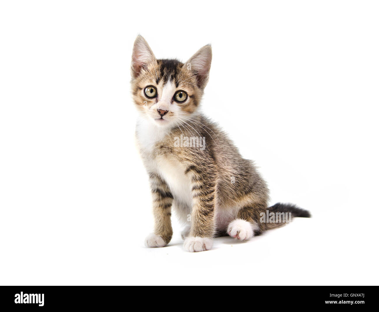malaysian stray kitten Stock Photo - Alamy