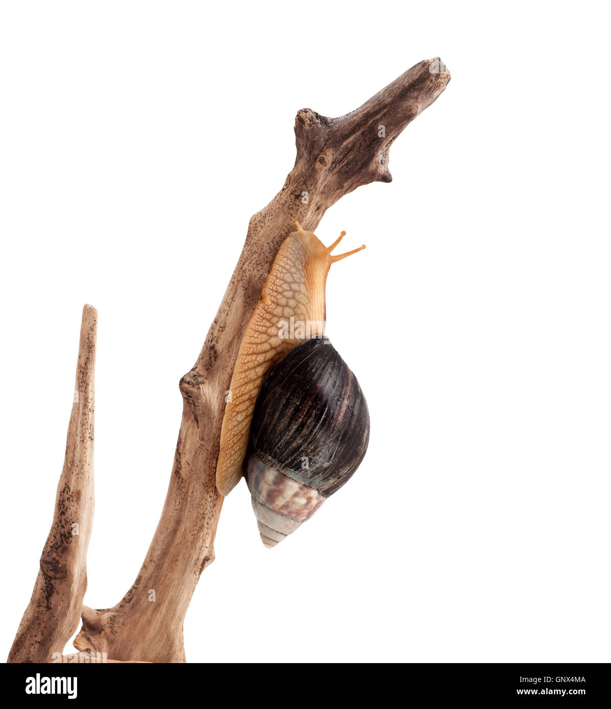 Snail side hi-res stock photography and images - Alamy