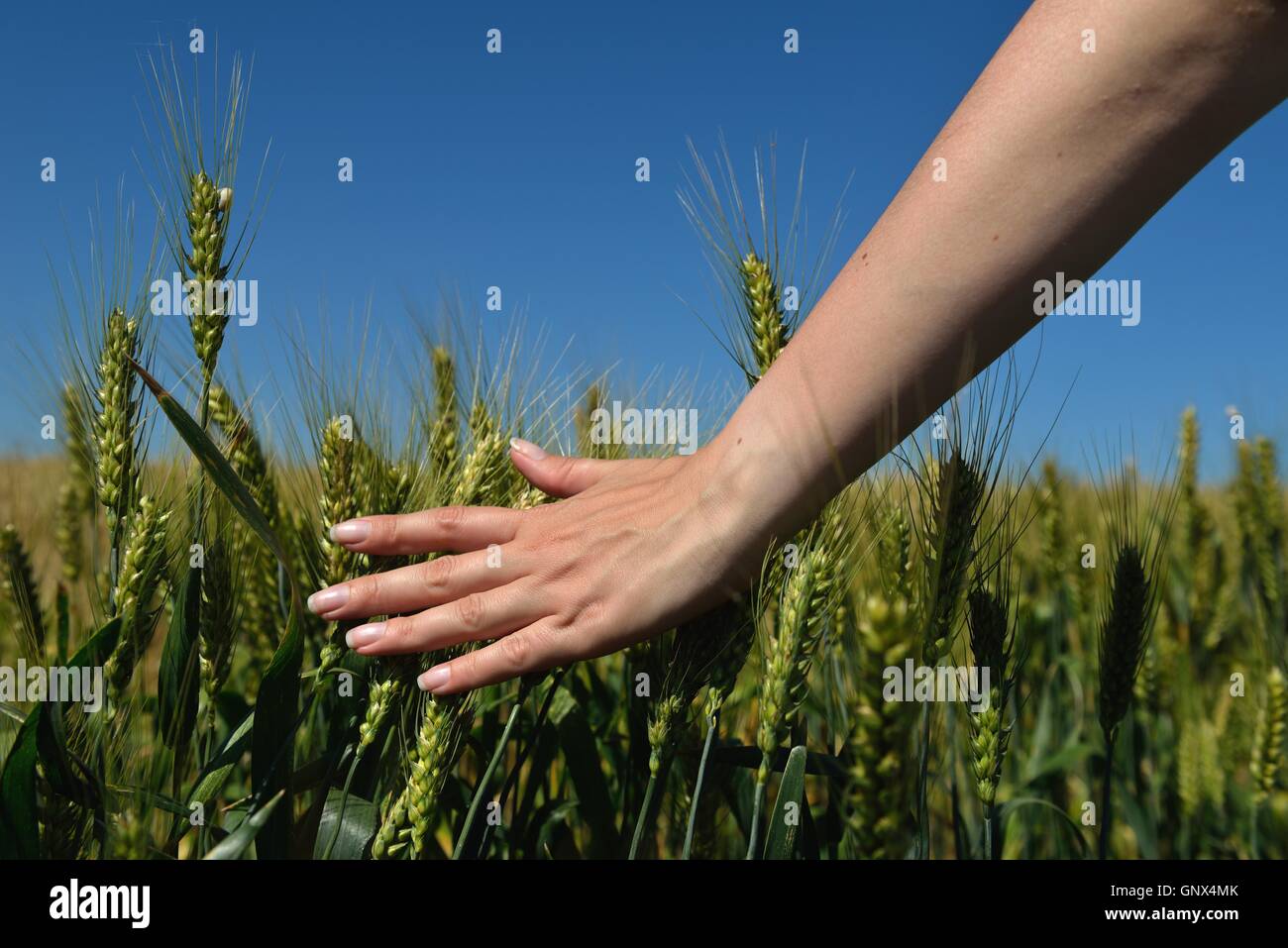 Hand in wheat field Stock Photo - Alamy