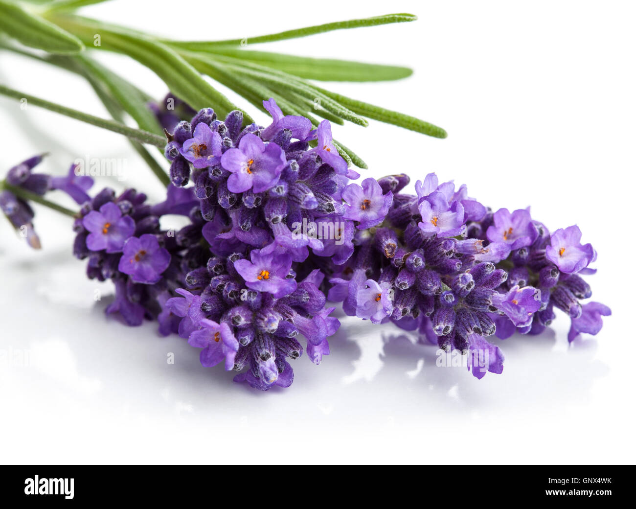 lavender flower isolated Stock Photo - Alamy