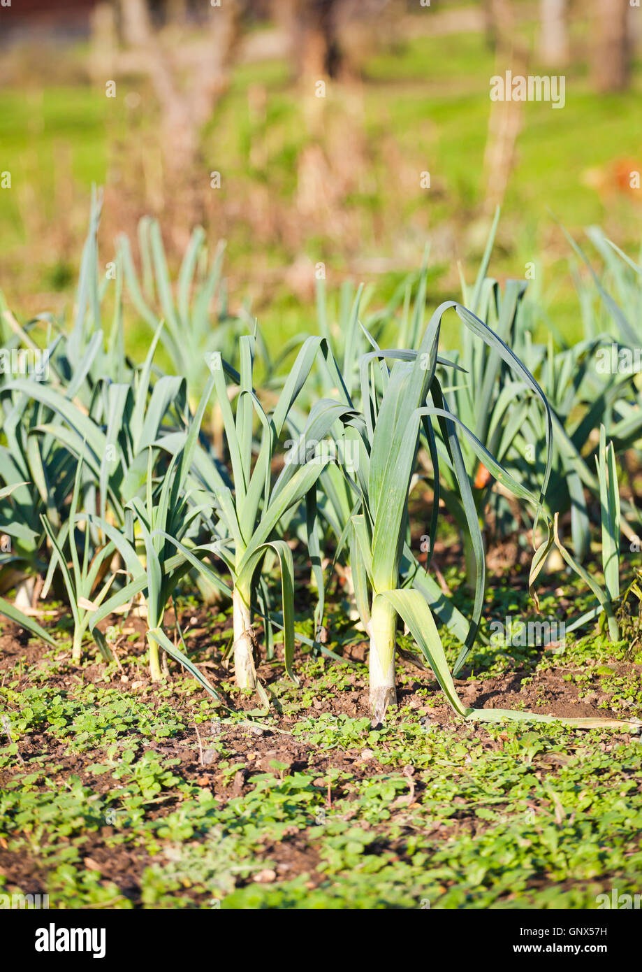 Planting leeks hi-res stock photography and images - Alamy