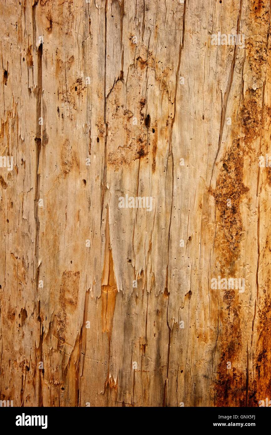 Tree Stripped of Bark Background Stock Photo - Alamy