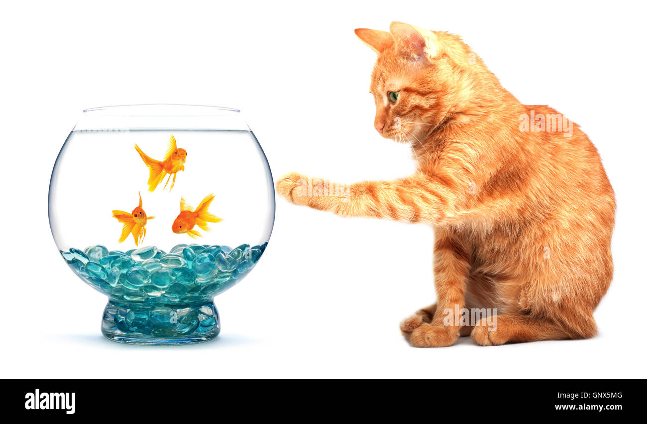 Goldfish and cat Stock Photo - Alamy