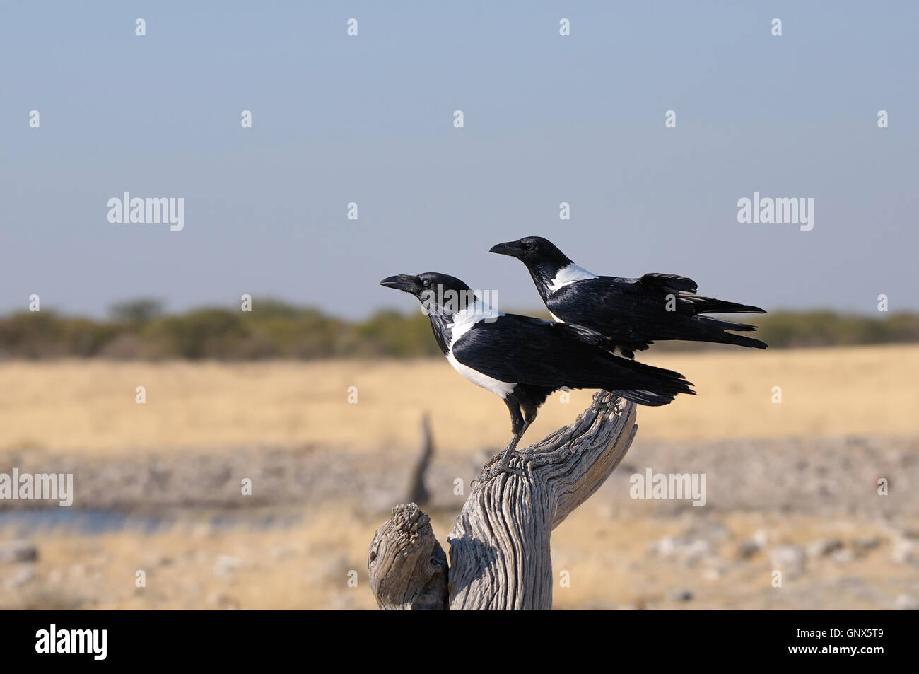 Two Pied Crows (Corvus albus Stock Photo - Alamy