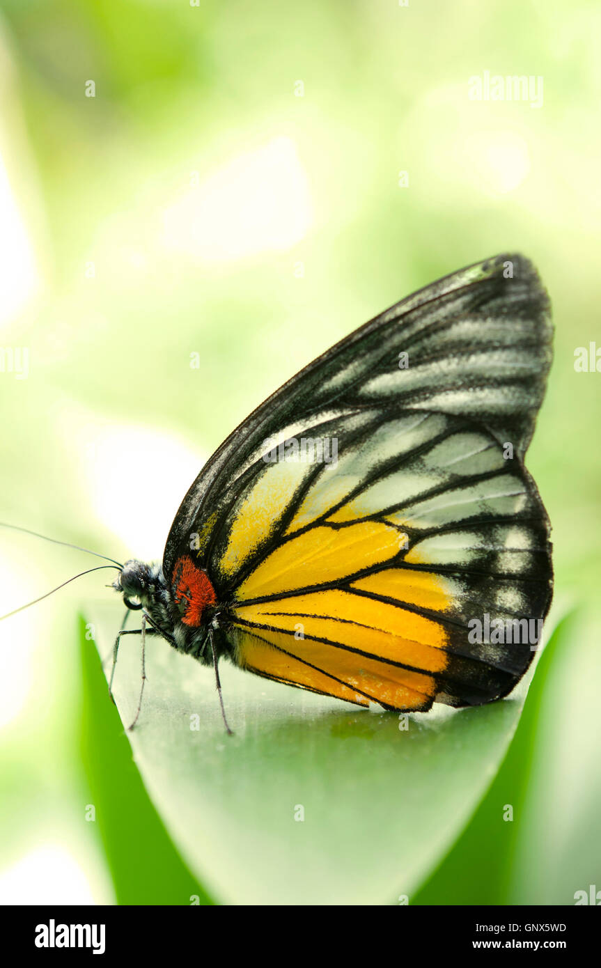 Yellow butterly hi-res stock photography and images - Alamy