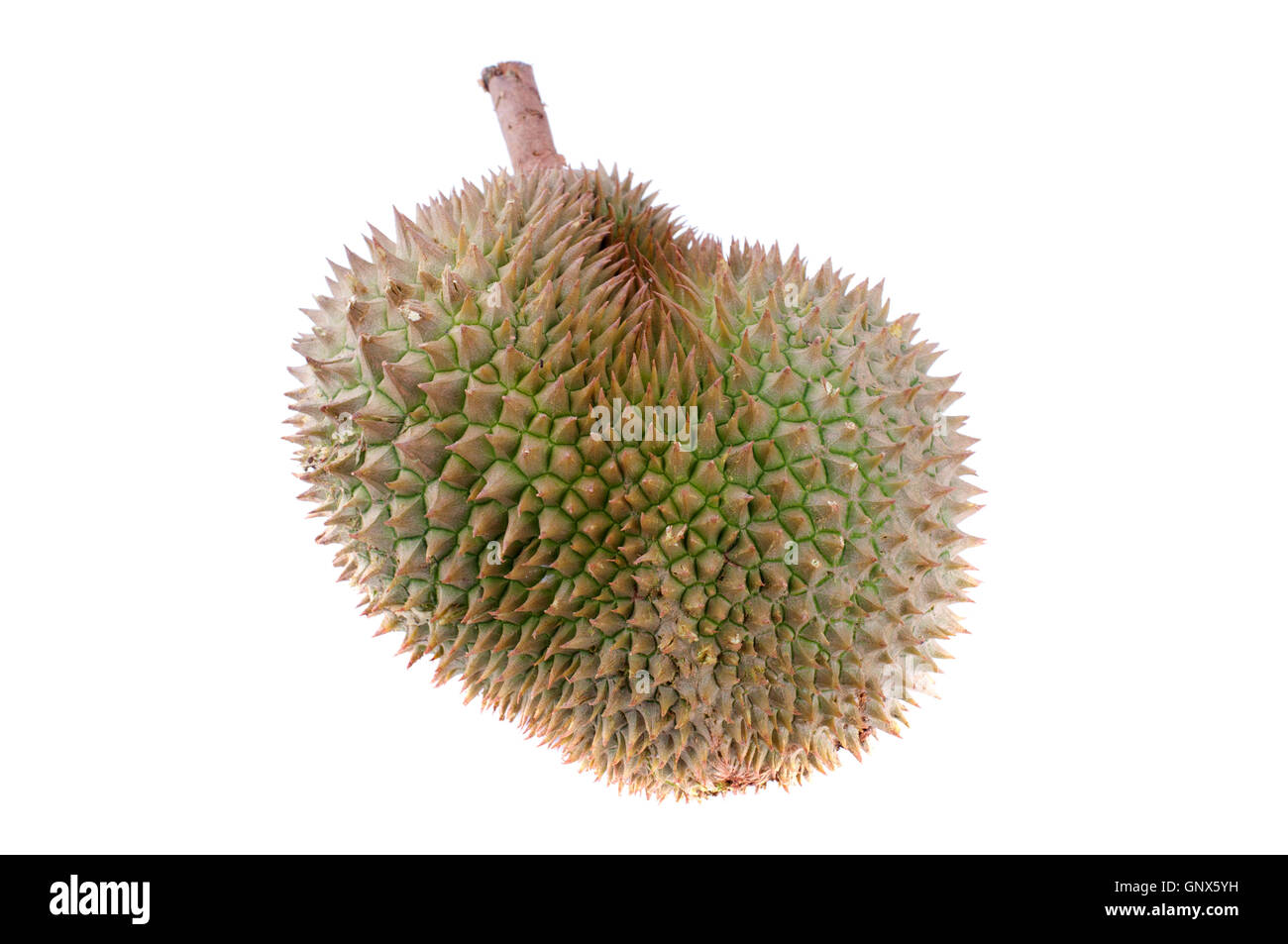 Durian spikes hi-res stock photography and images - Alamy