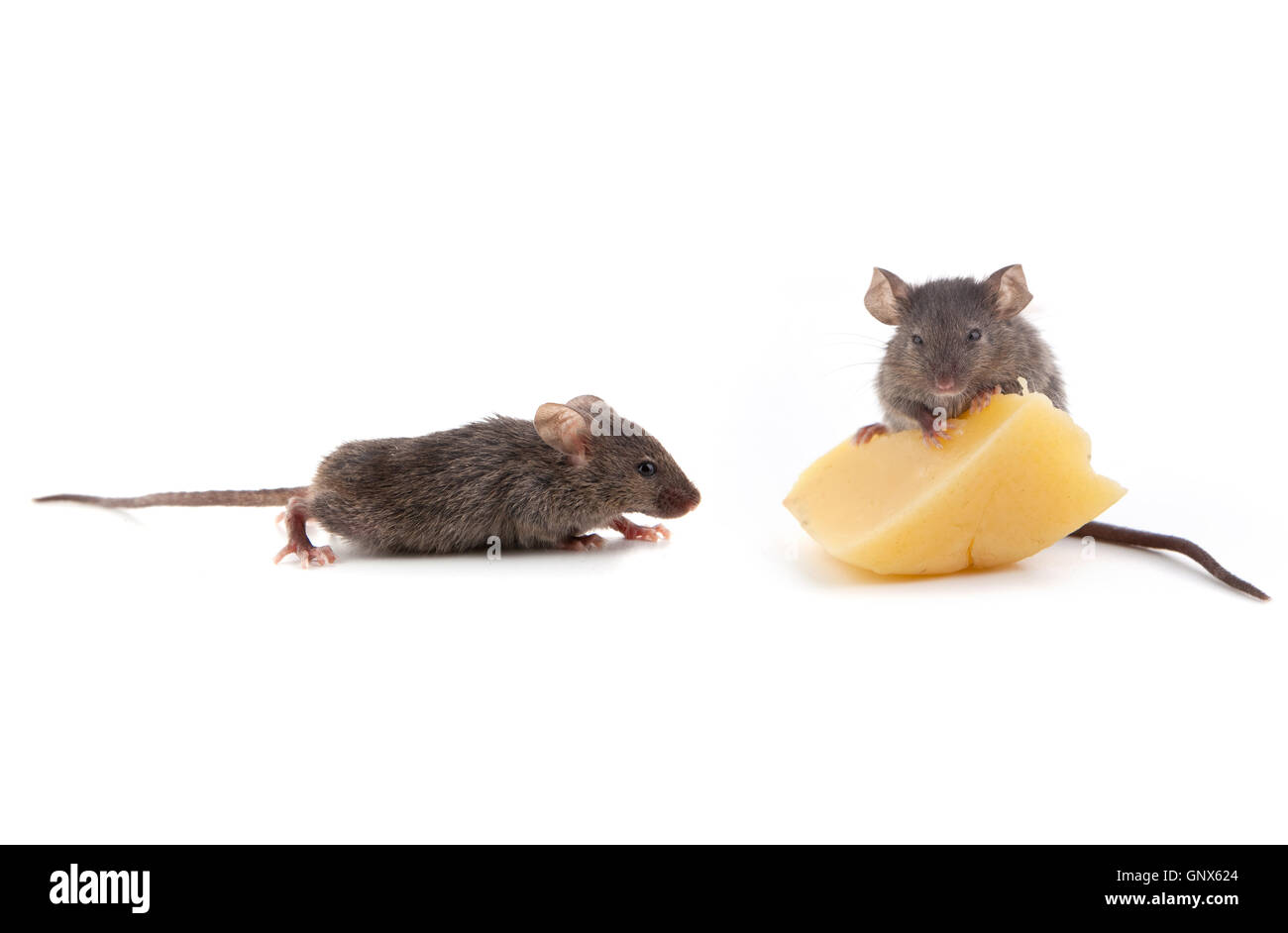 Mouse and cheese Stock Photo - Alamy