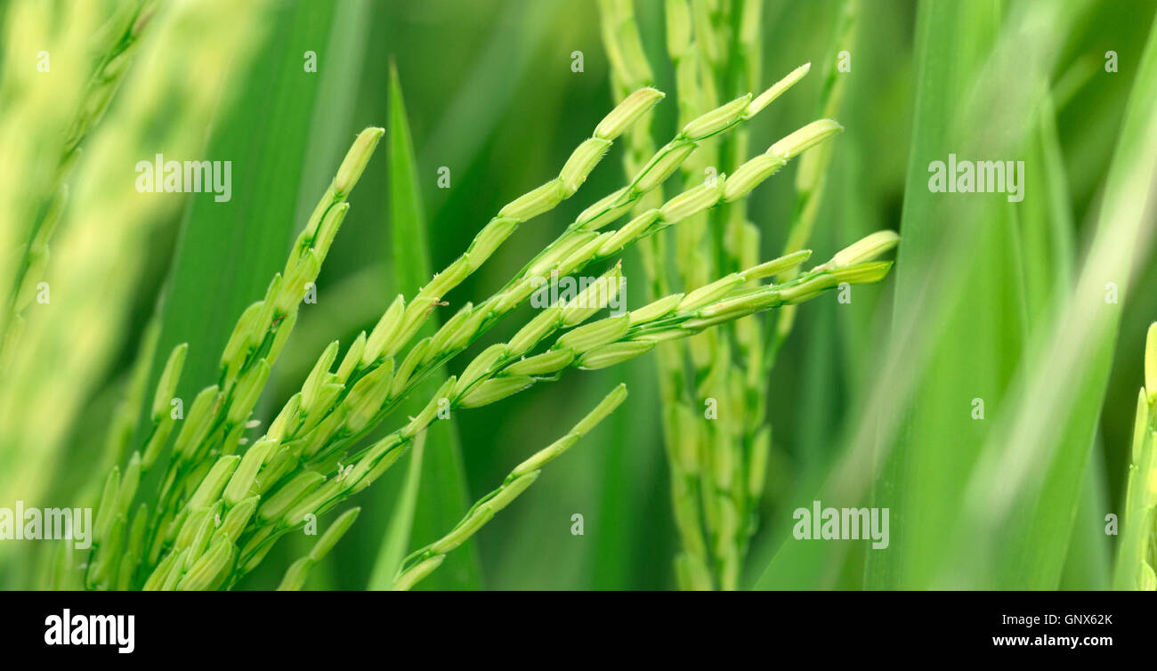 paddy Stock Photo - Alamy