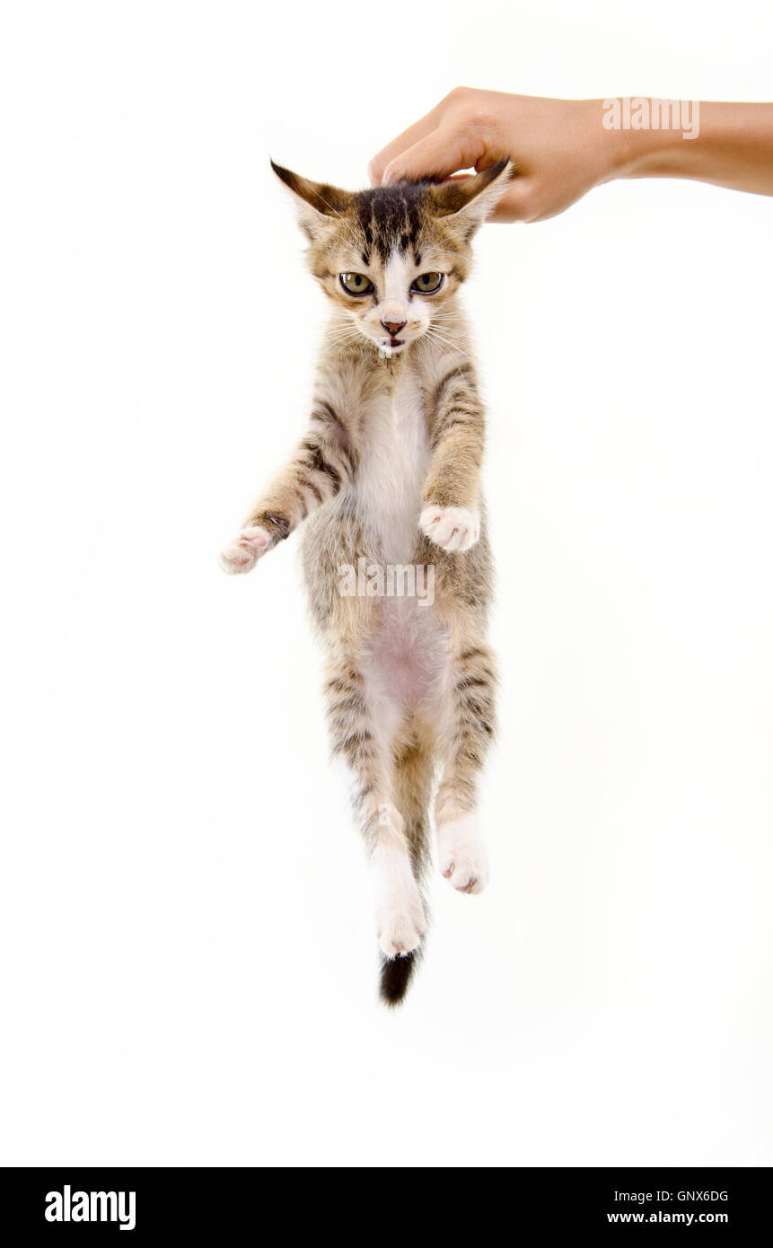 Hand holding cute small Cut Out Stock Images & Pictures - Alamy