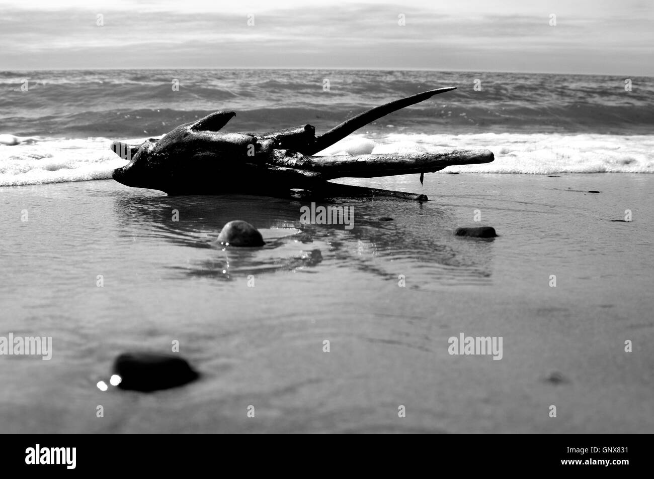 Beach, Seashore, Sea side, Strand, Seaboard, Sea, Ocean, Wild, Nature ...