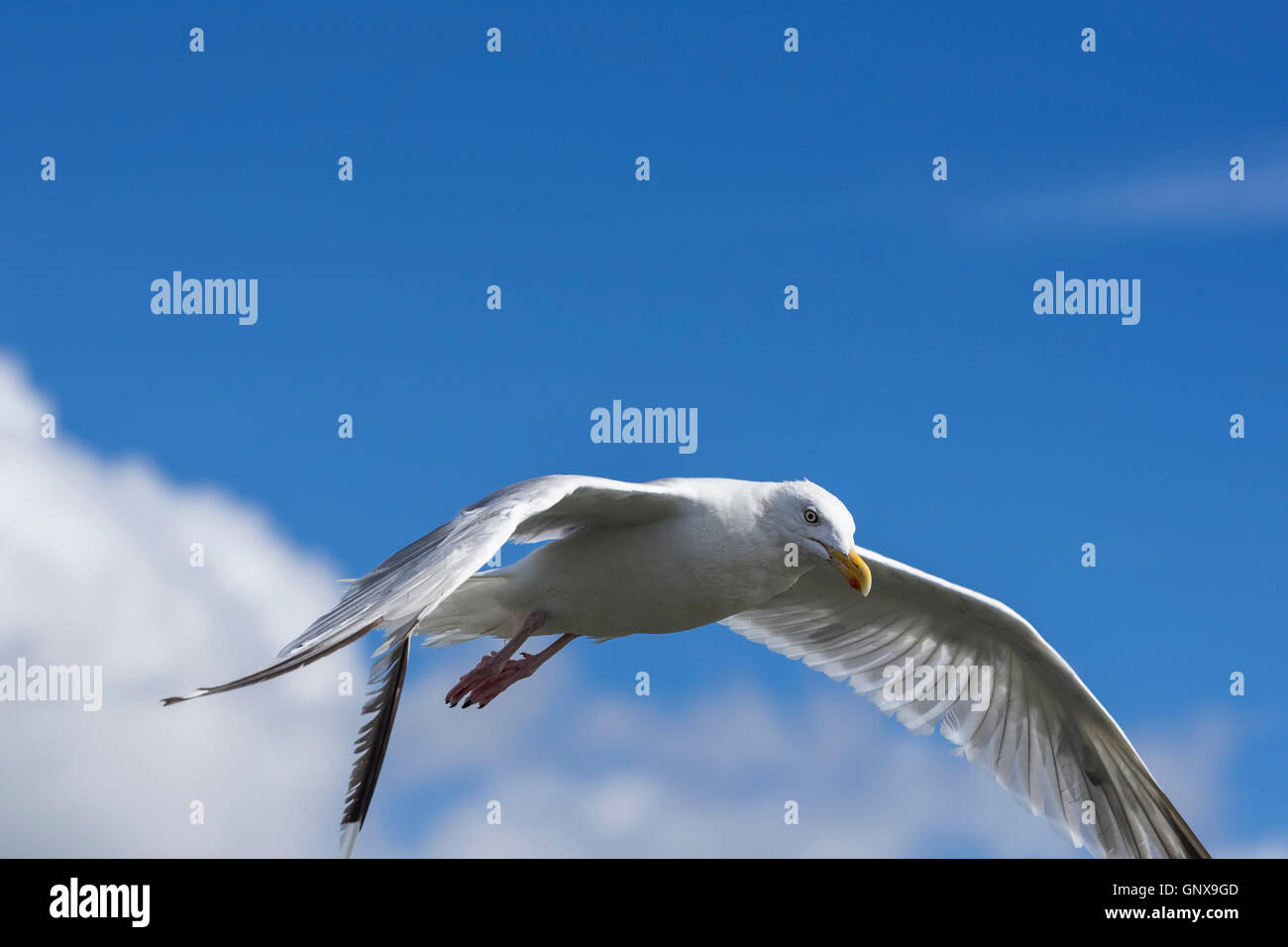 Flying seagull. In flight Stock Photo - Alamy