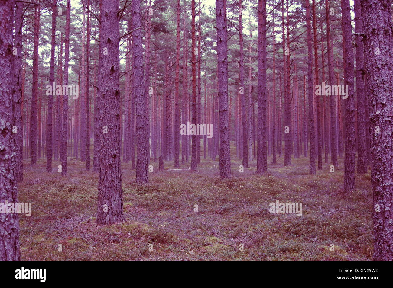 Woodlandart hi-res stock photography and images - Alamy