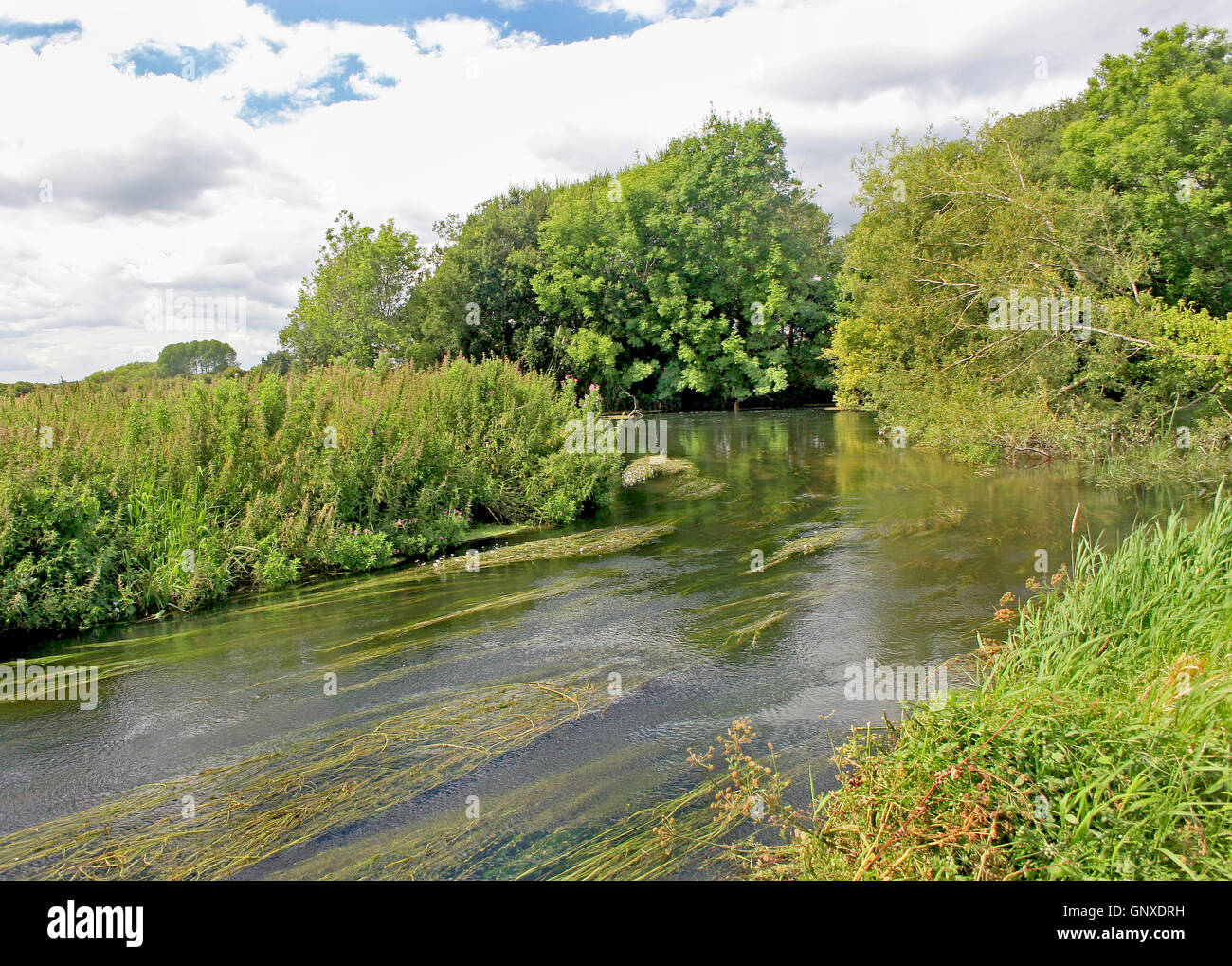 A river flowing through the forest with reflections Stock Photo - Alamy