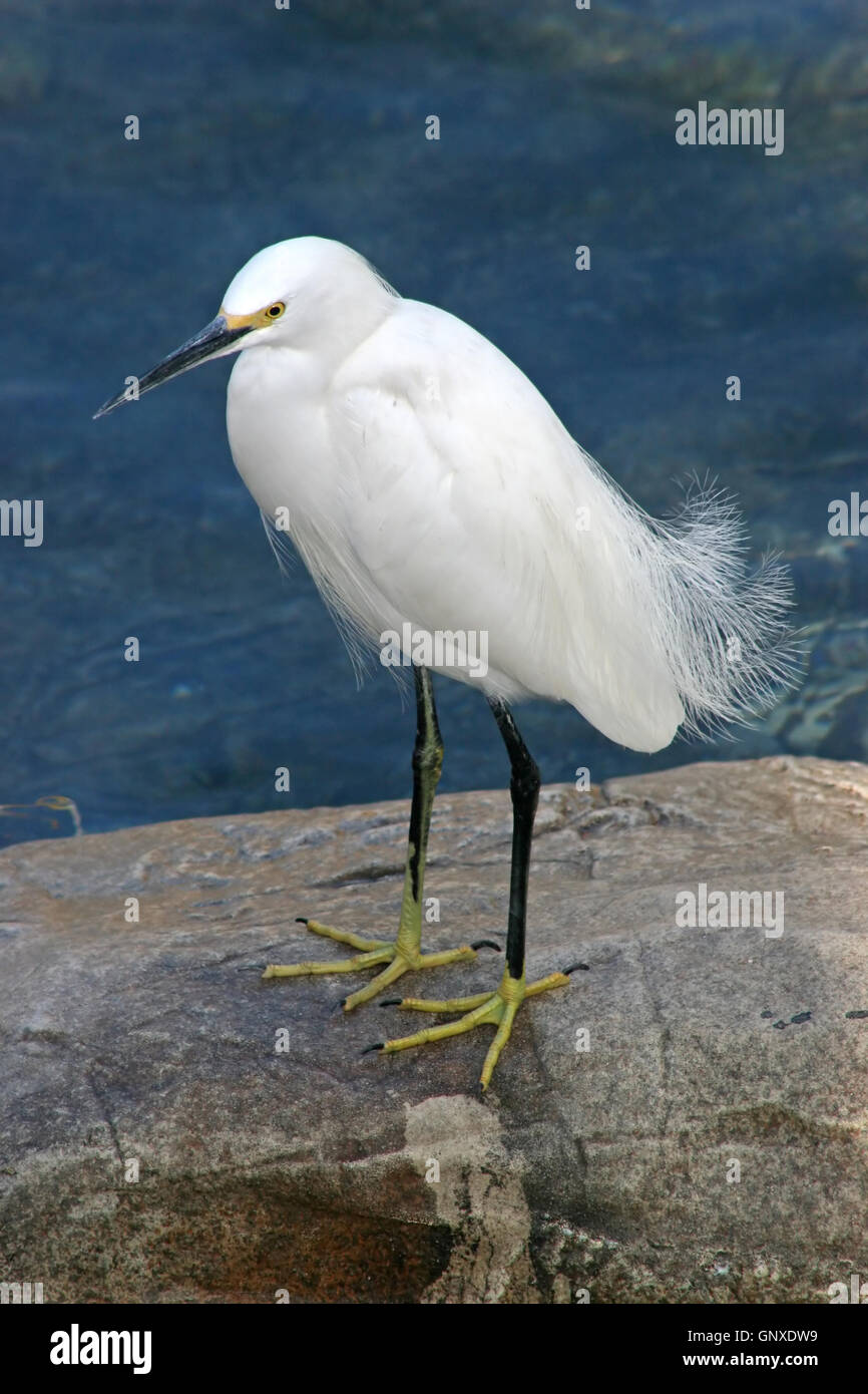 A bird standing on a rock Stock Photo - Alamy