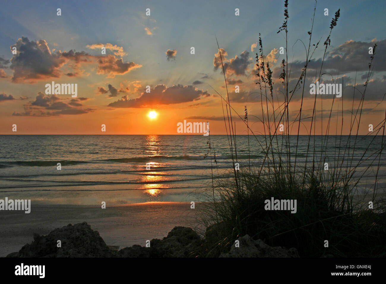 A sunset over the ocean with reeds and rocks Stock Photo - Alamy