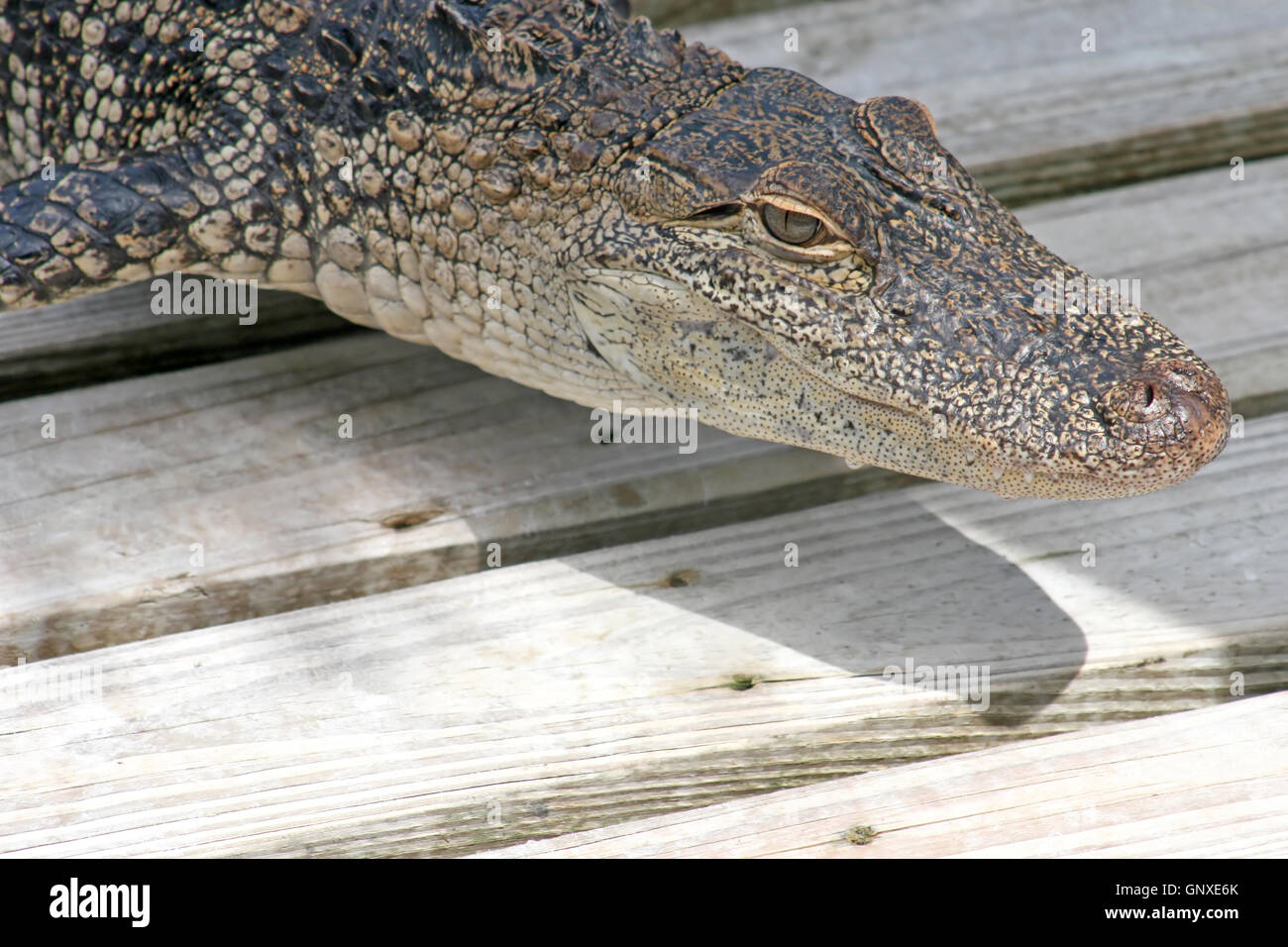 A close-up of an alligator laying on wood Stock Photo - Alamy