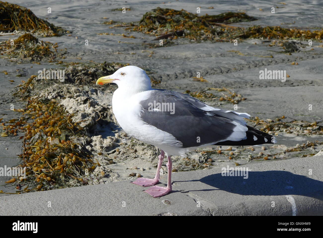 Seagull at La Jolla Shores in California Stock Photo - Alamy