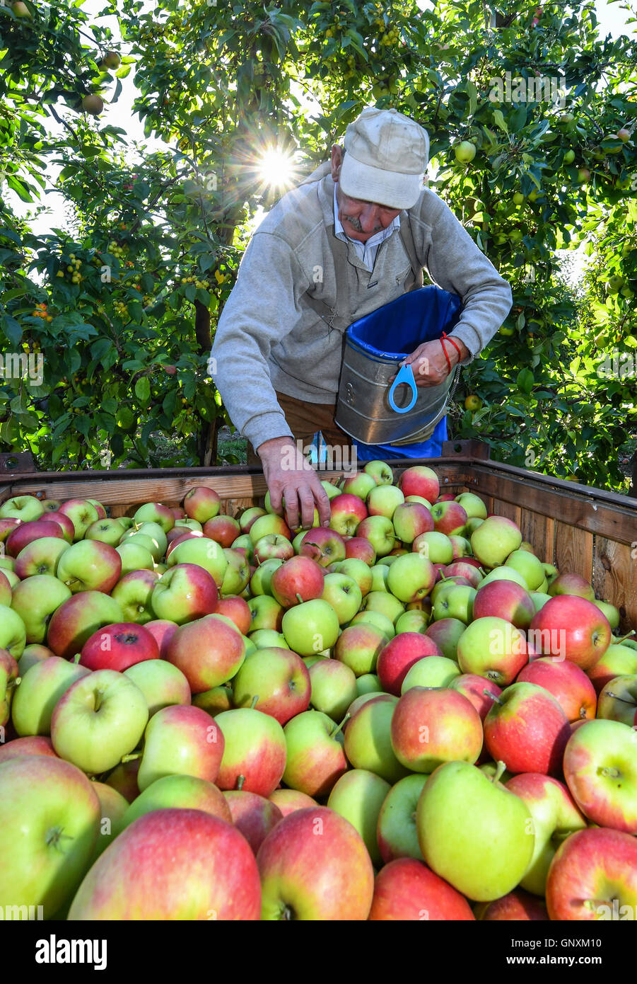 Frankfurt, Germany. 31st Aug, 2016. A Polish harvest helper sorts ...