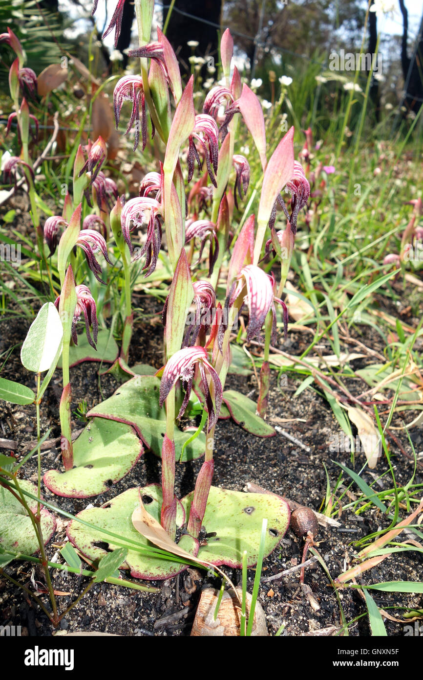 Native orchid western australia hi-res stock photography and images - Alamy
