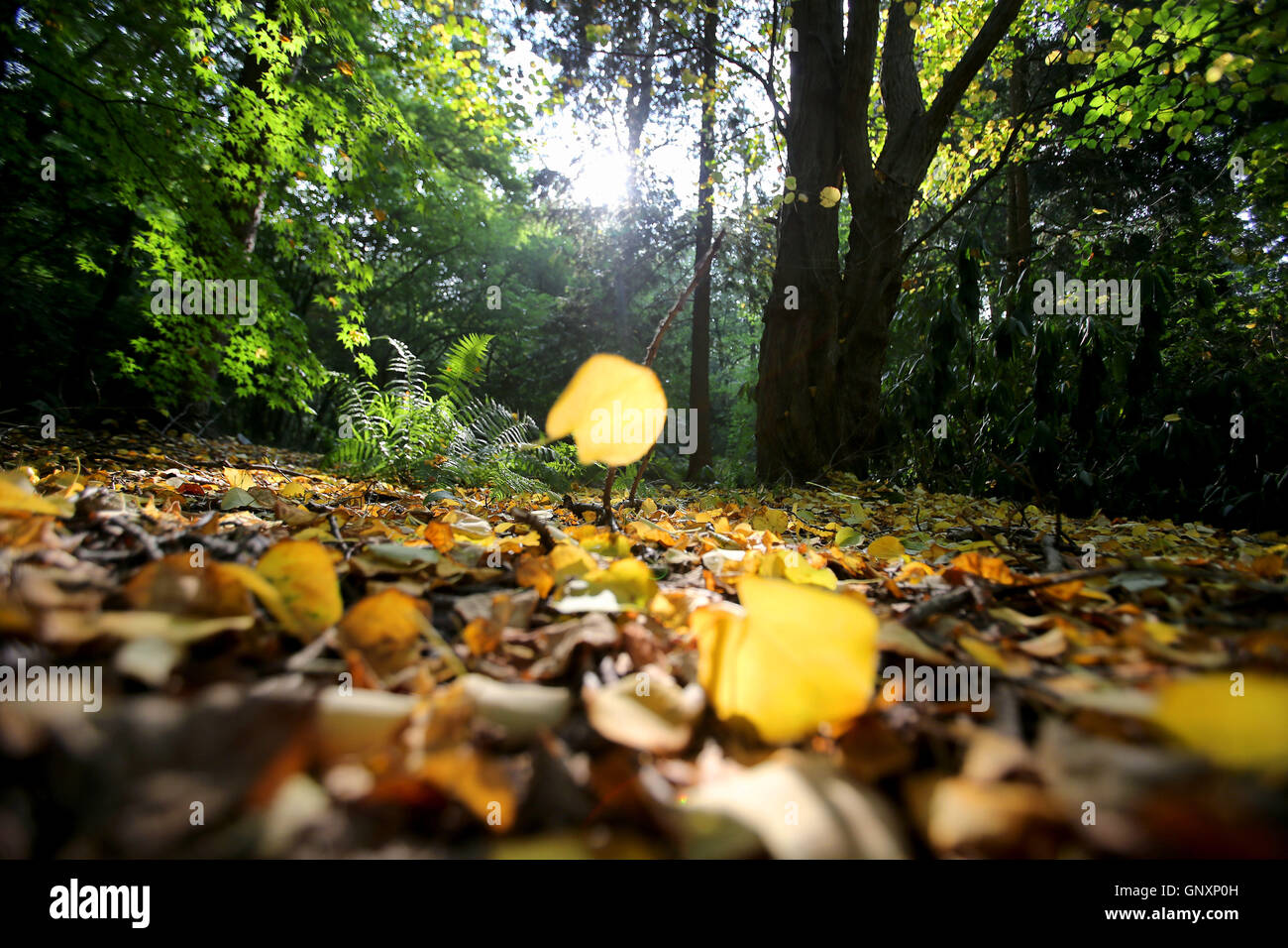 Cologne, Germany. 1st Sep, 2016. Green and yellow leaves can be seen at ...