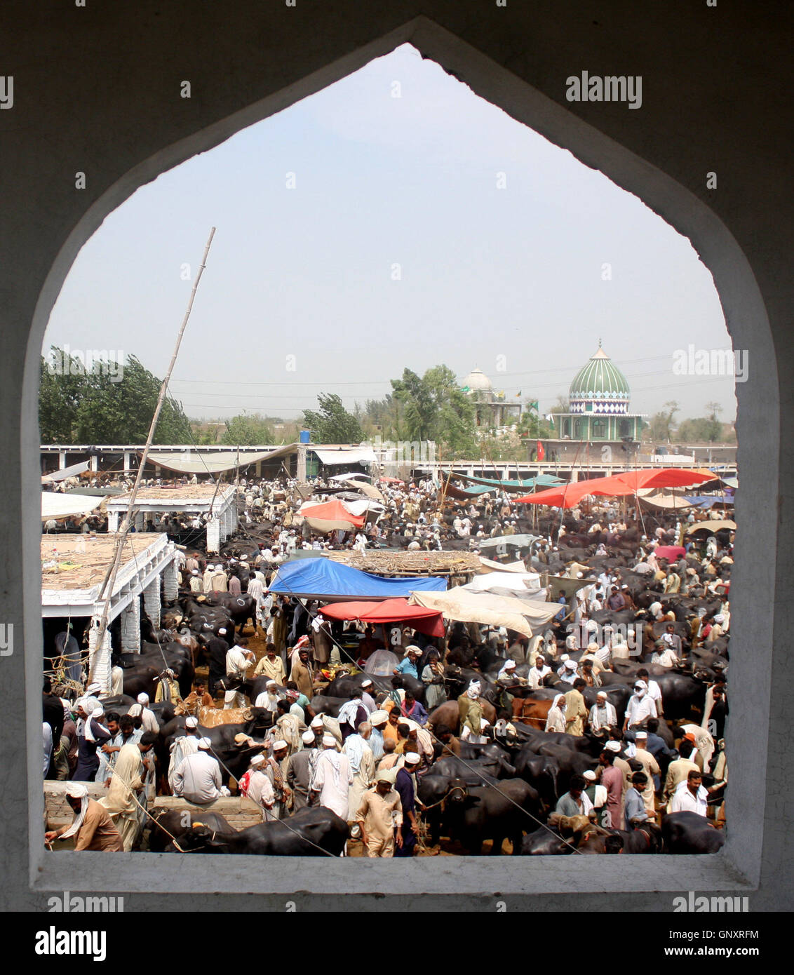 Peshawar. 1st Sep, 2016. People visit a cattle market to buy ...