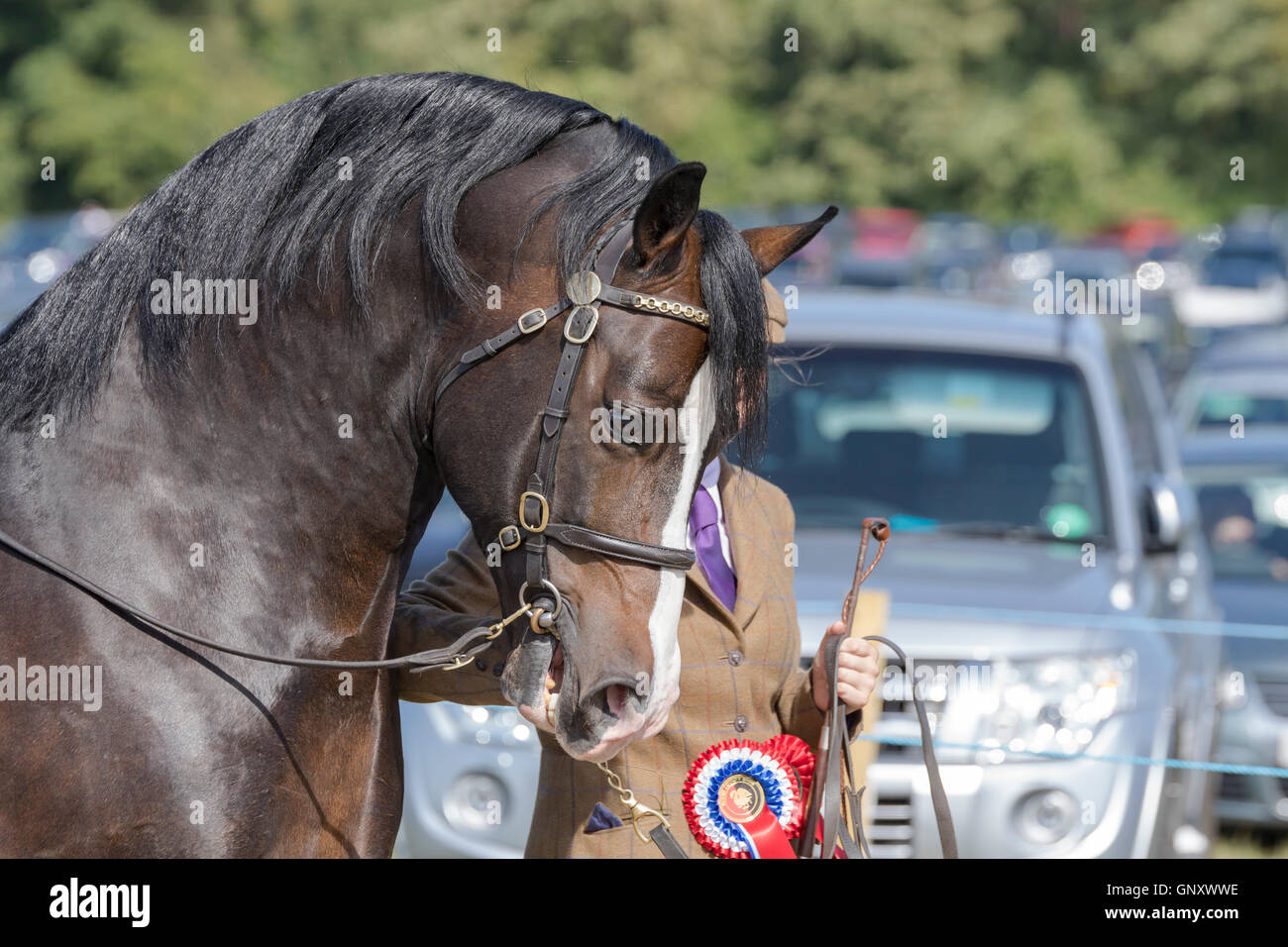 The Bucks County Show, Area Trial showjumping Ridden Hunter ...