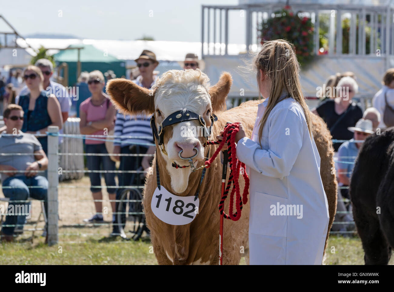 The Bucks County Show, Cows and bulls on display. Credit: Scott ...