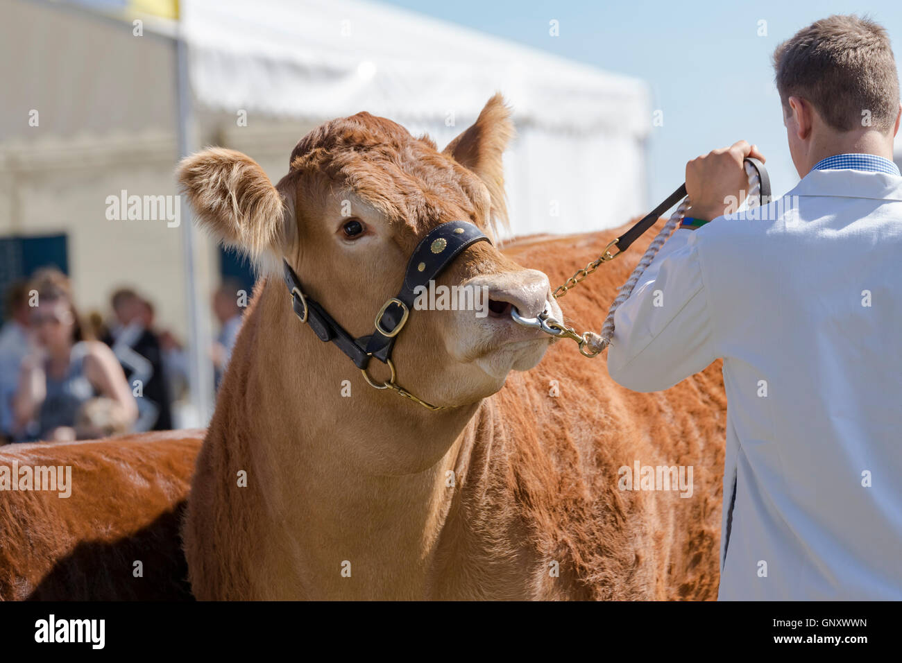 The Bucks County Show, Cows and bulls on display. Credit: Scott ...