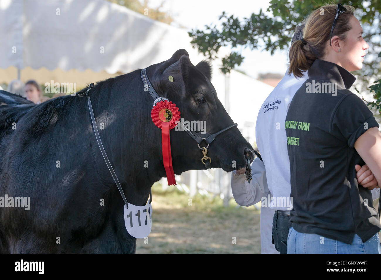 The Bucks County Show, Cows and bulls on display. Credit: Scott ...