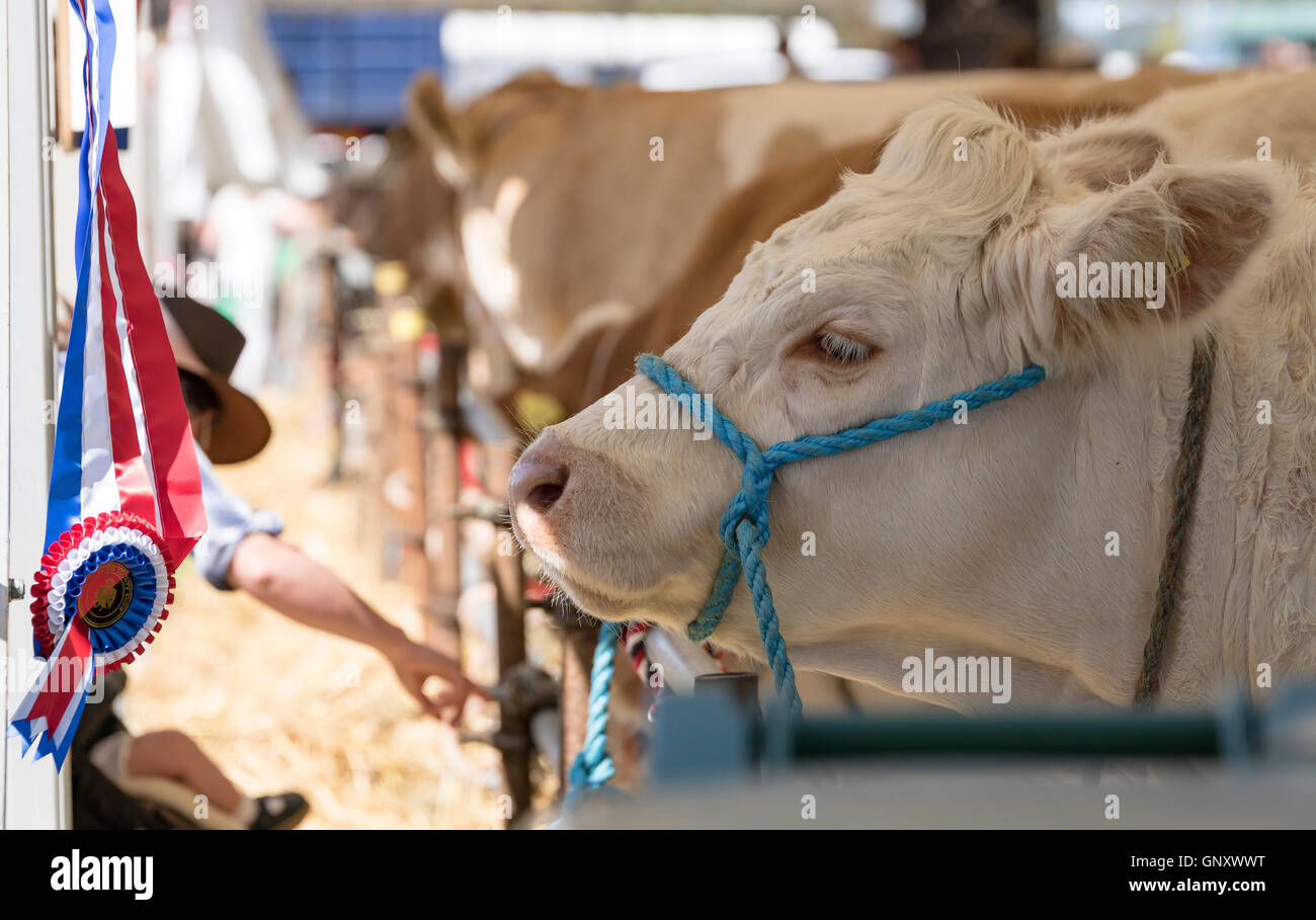 The Bucks County Show, Cows and bulls on display. Credit: Scott ...
