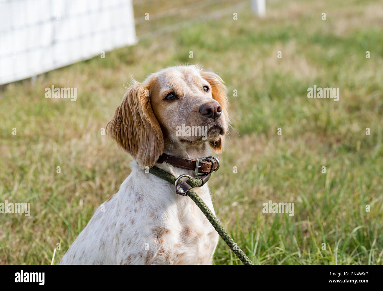 The Bucks County Show, Credit: Scott Carruthers/Alamy Live News Stock ...