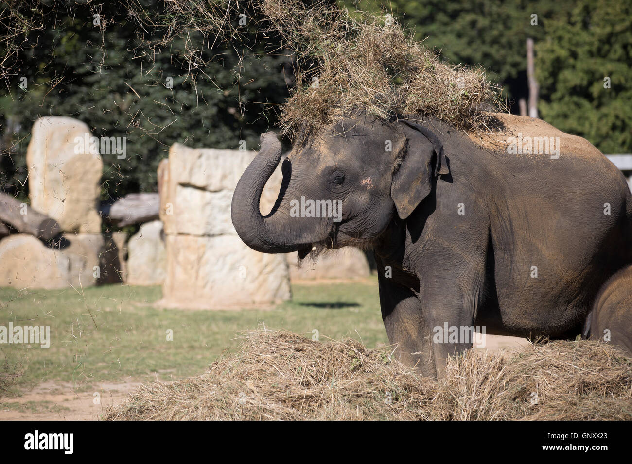 Prague, Czech Republic. 1st September, 2016. Visitors and animals cool ...