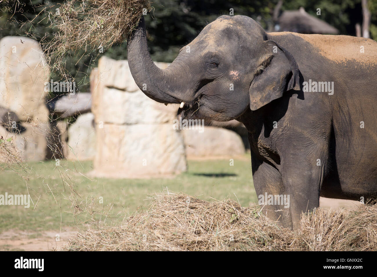 Prague, Czech Republic. 1st September, 2016. Visitors and animals cool ...