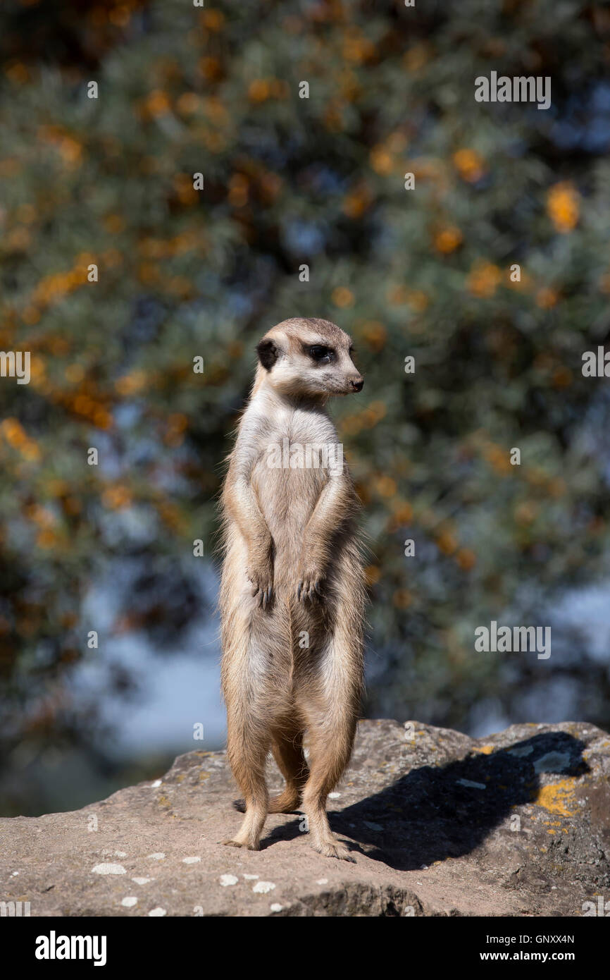 Prague, Czech Republic. 1st September, 2016. A meerkat keeps watch as ...