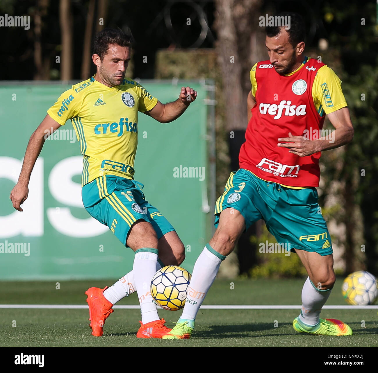 Dracena brazil hi-res stock photography and images - Alamy