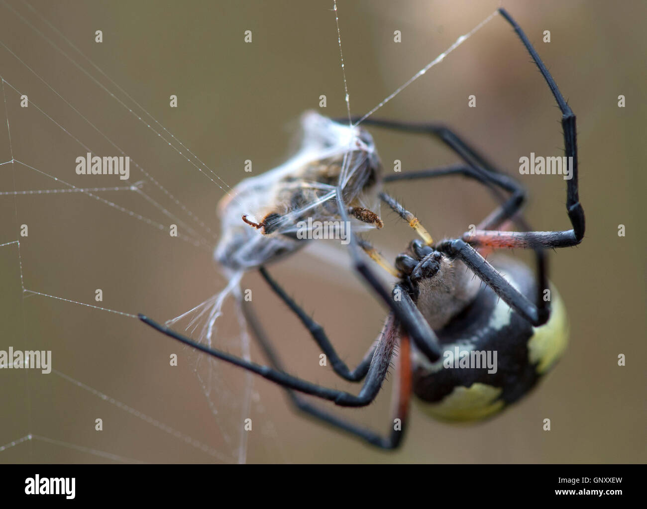 Roseburg, Oregon, USA. 1st Sep, 2016. A large yellow garden spider ...
