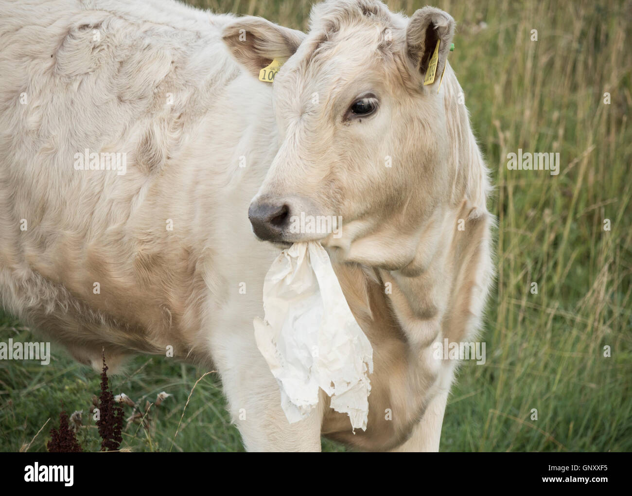 Cow eating plastic bag hi-res stock photography and images - Alamy