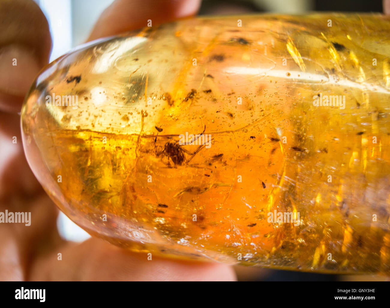 A spider in copal can be seen in the collection of the Senckenberg ...
